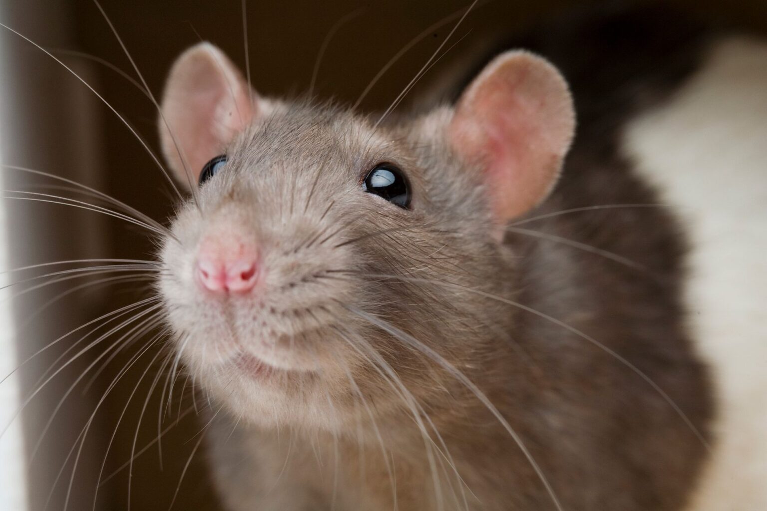 Cocô De Rato E Baratas: Como Diferenciar Cada Um Deles 2025